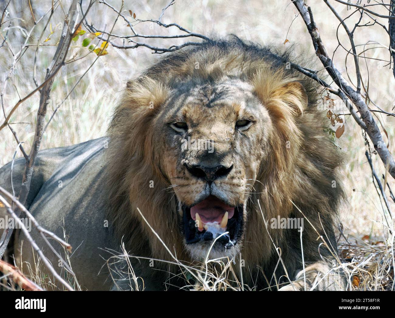 Southern lion, Southern African lion, East-Southern African lion, Löwe ...