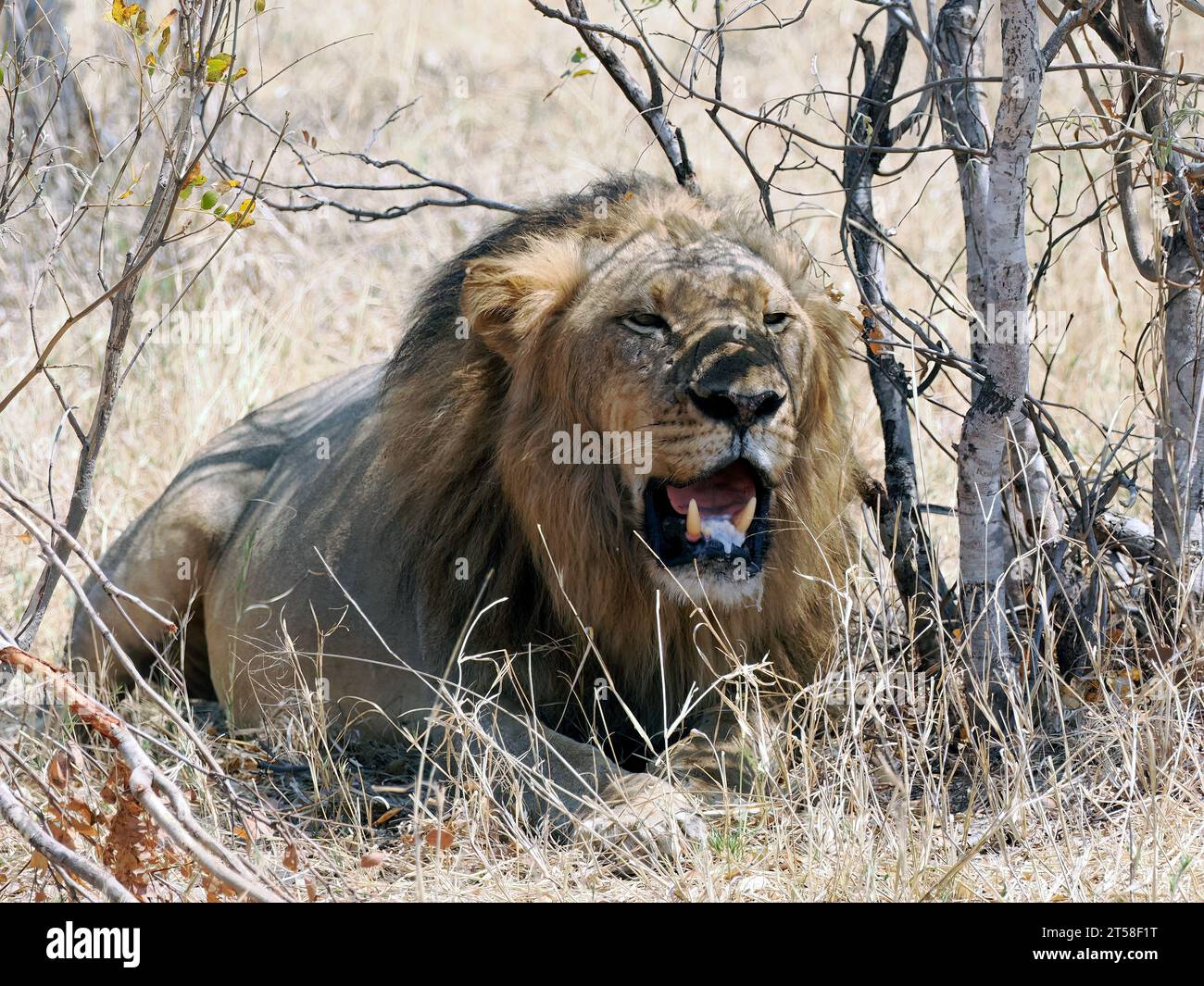 Southern lion, Southern African lion, East-Southern African lion, Löwe ...