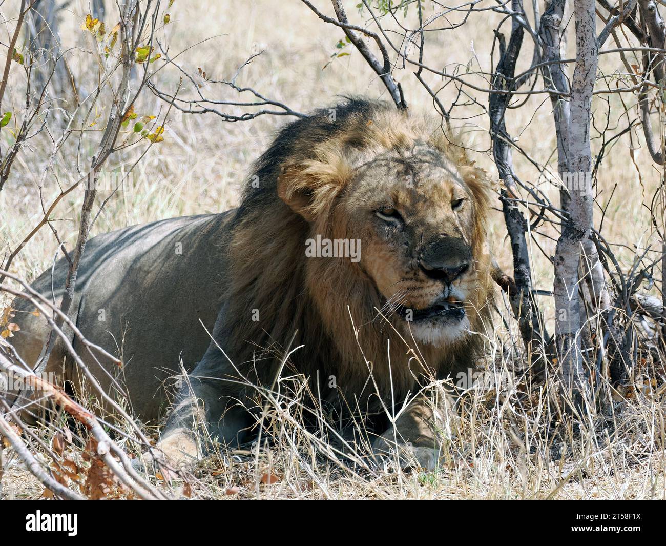 Southern lion, Southern African lion, East-Southern African lion, Löwe ...