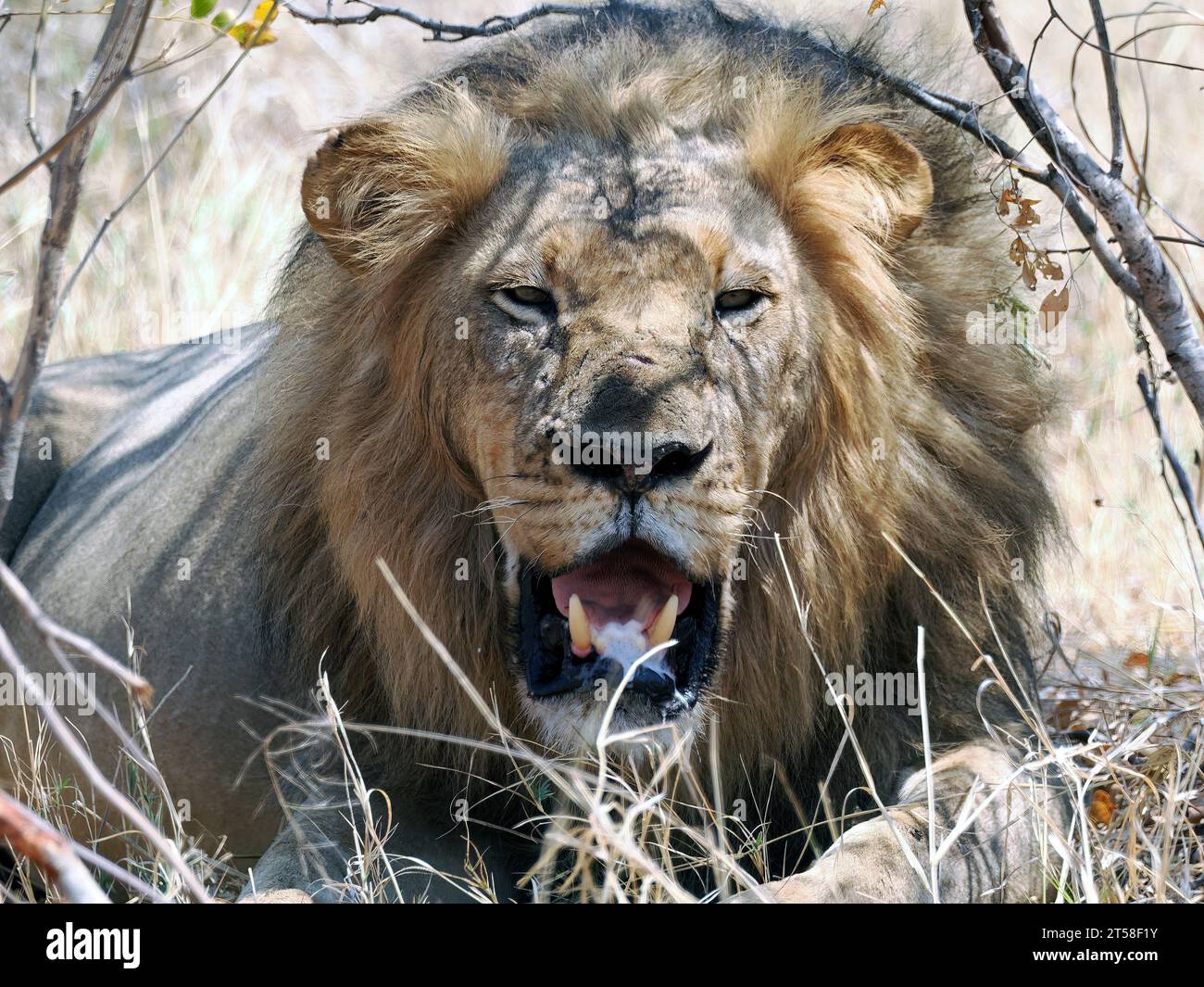 Southern lion, Southern African lion, East-Southern African lion, Löwe ...