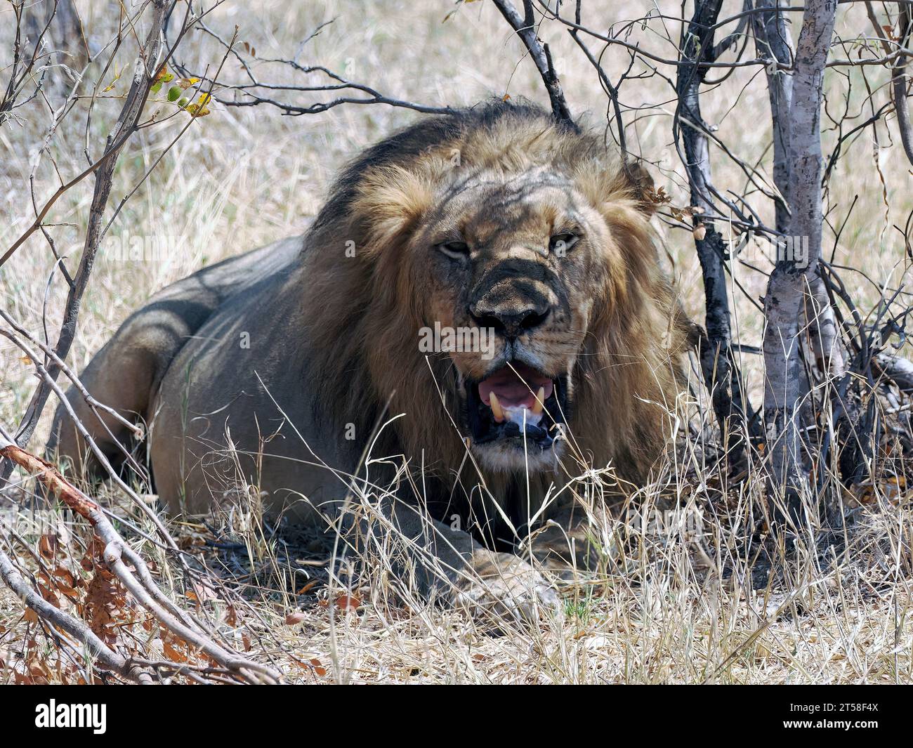 Southern lion, Southern African lion, East-Southern African lion, Löwe ...