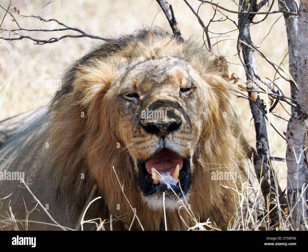 Southern lion, Southern African lion, East-Southern African lion, Löwe ...