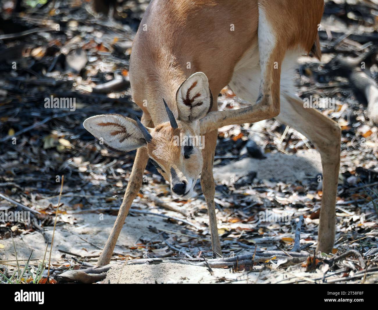 Steenbok, steinbok, steinbuck, Steinböckchen, Raphicère Champêtre ...