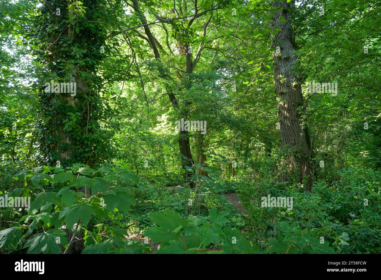 Natur verwachsen hi-res stock photography and images - Alamy