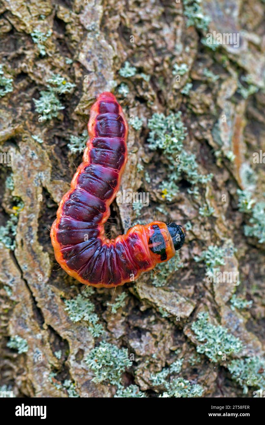 Asian moths hi-res stock photography and images - Alamy