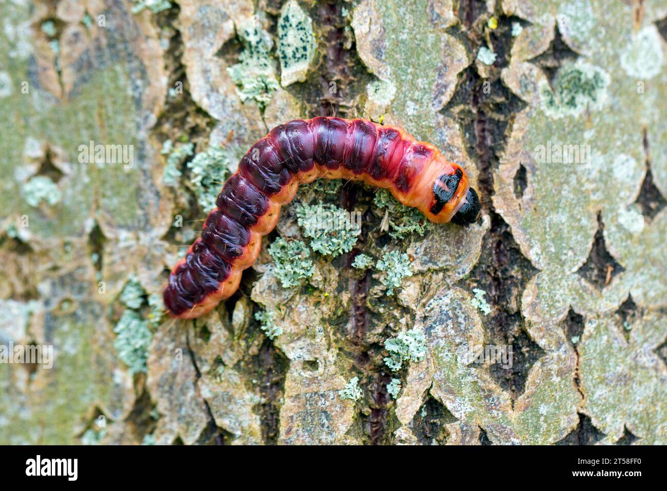 Asian moths hi-res stock photography and images - Alamy