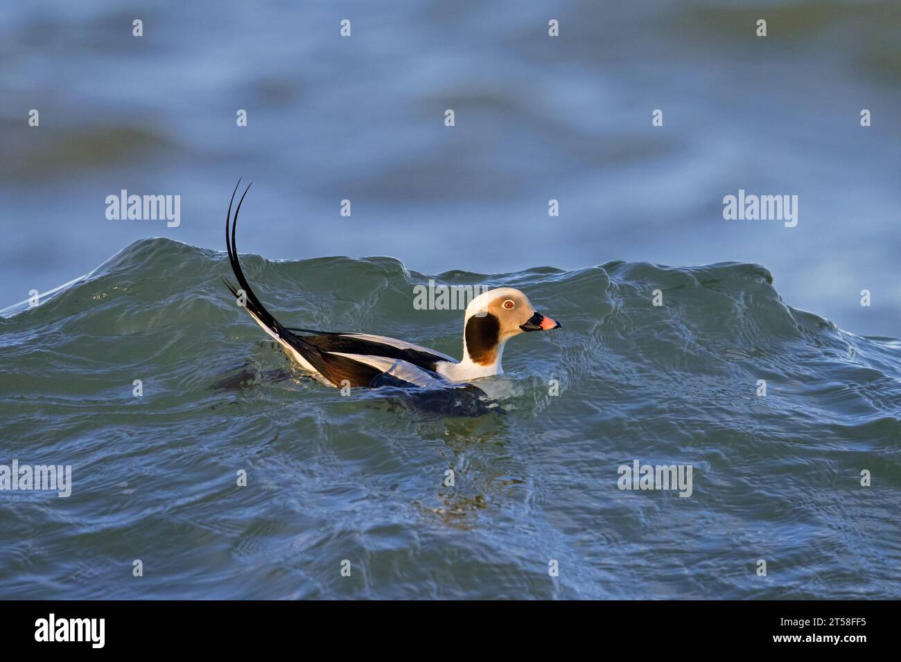 Long tailed duck uk hi-res stock photography and images - Alamy