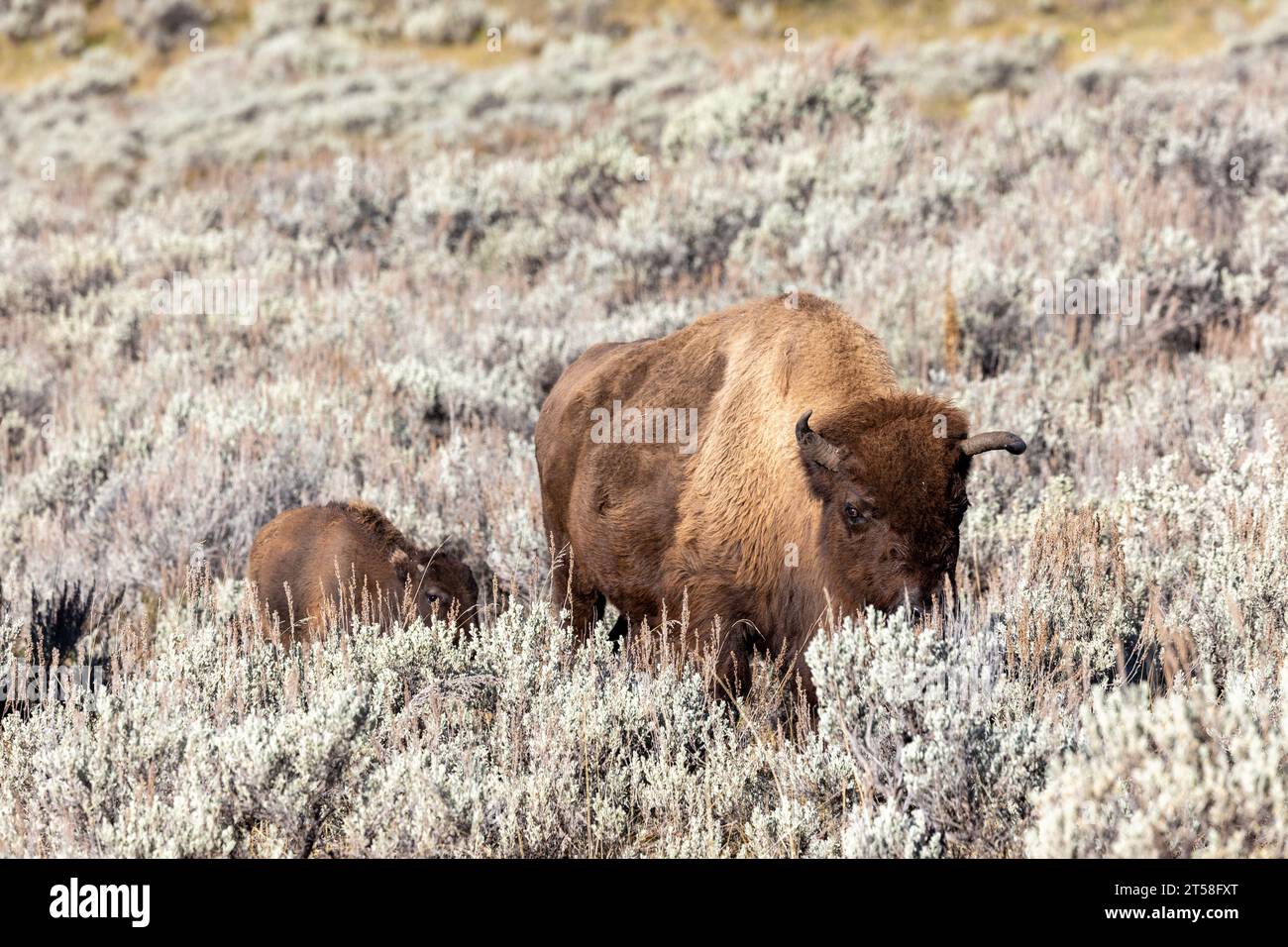 Adult and child bison grazing in Lamar Valley in Yellowstone National ...