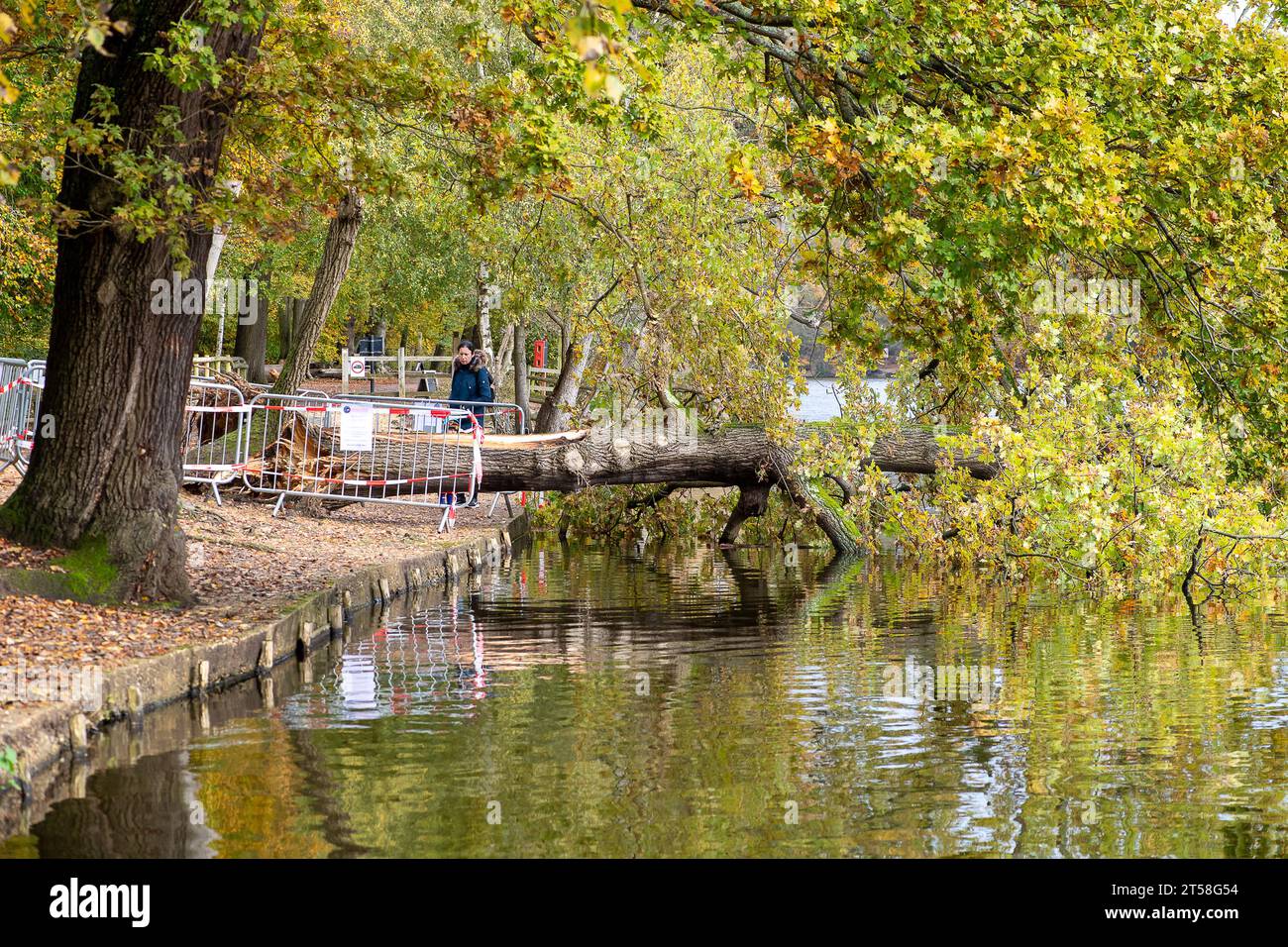 Wexham, UK. 3rd November, 2023. An oak tree secumbs to high winds and ...