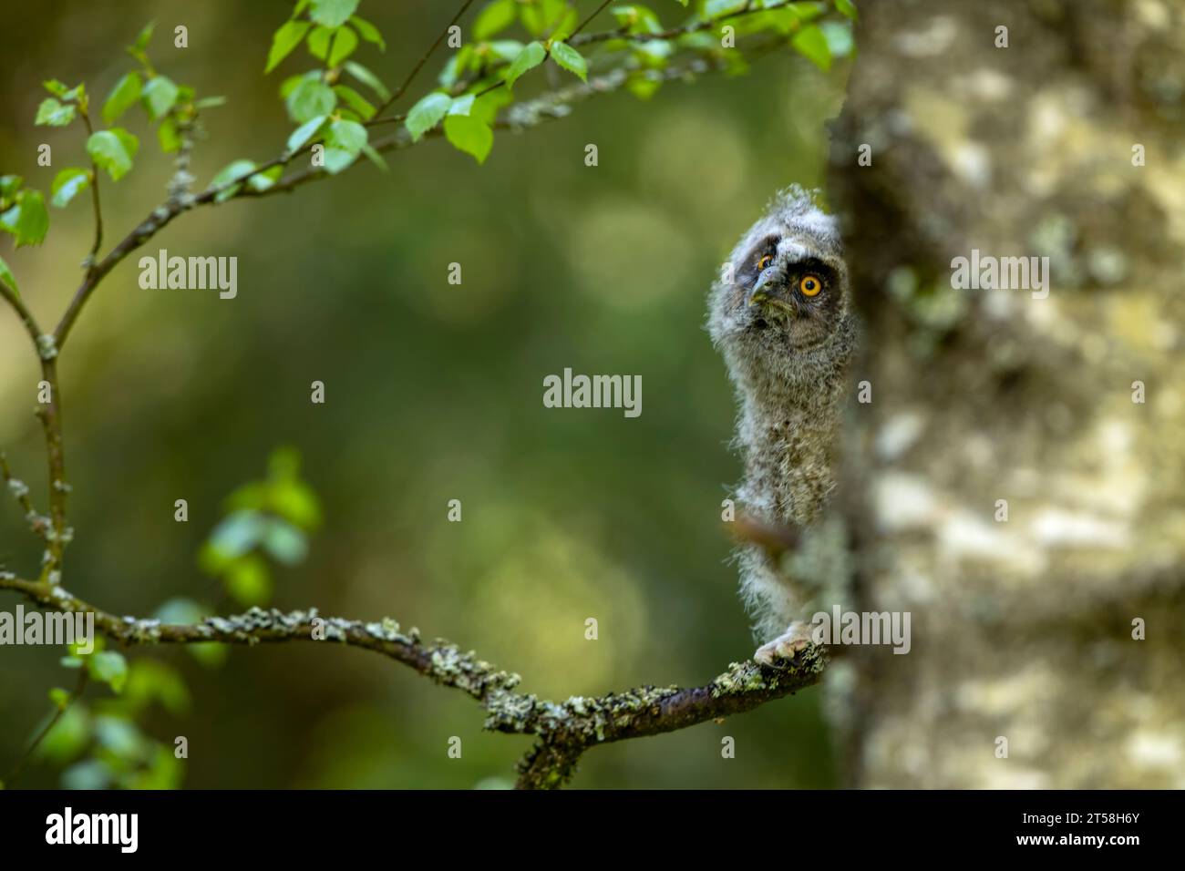 Fluffy long-eared baby owl (asio otus) sitting on the birch tree branch ...