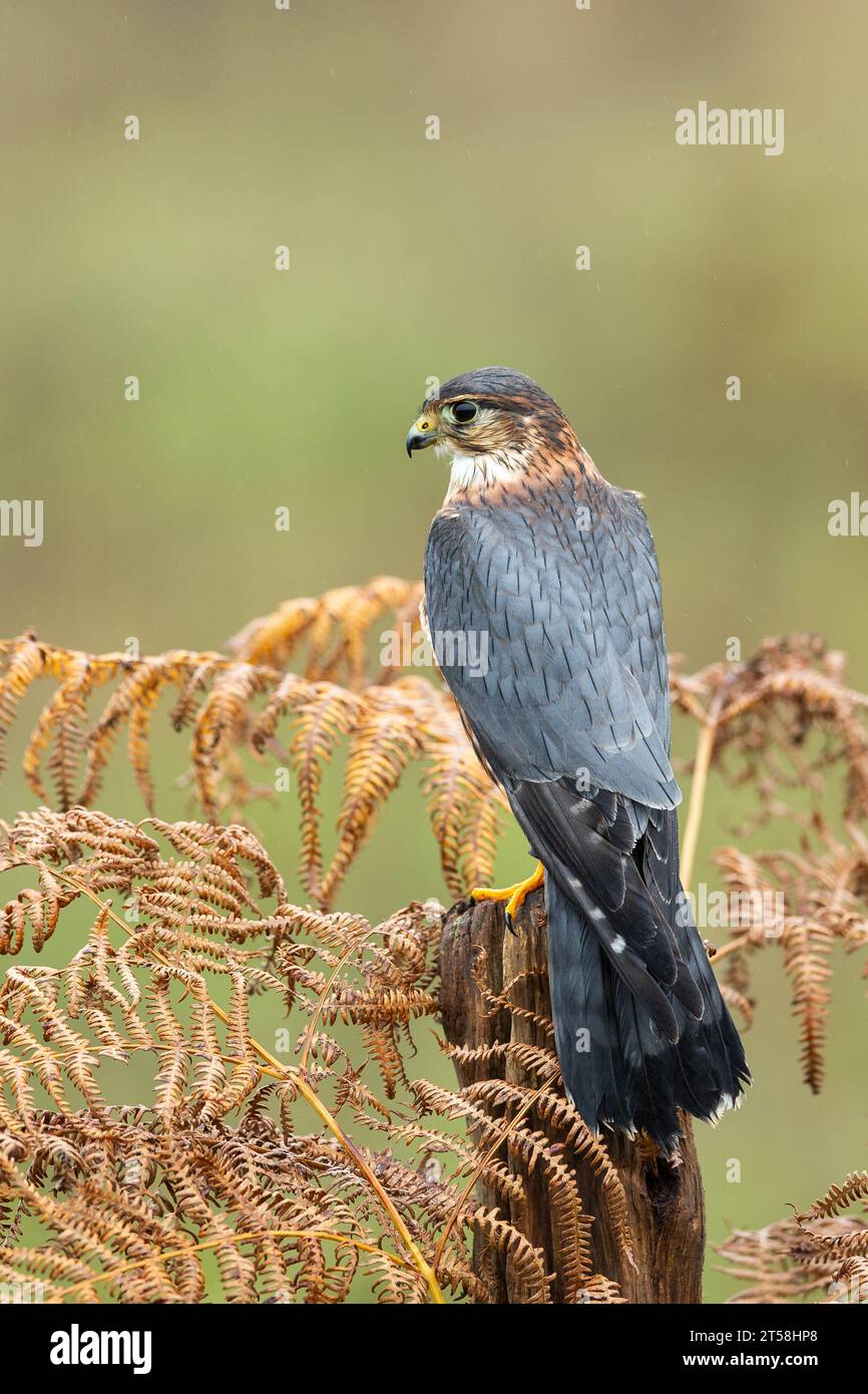 Merlin at the Hawk Conservancy Stock Photo - Alamy