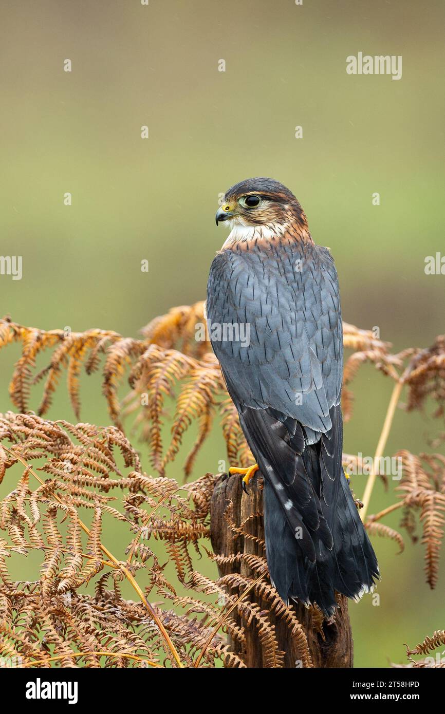 Merlin at the Hawk Conservancy Stock Photo - Alamy