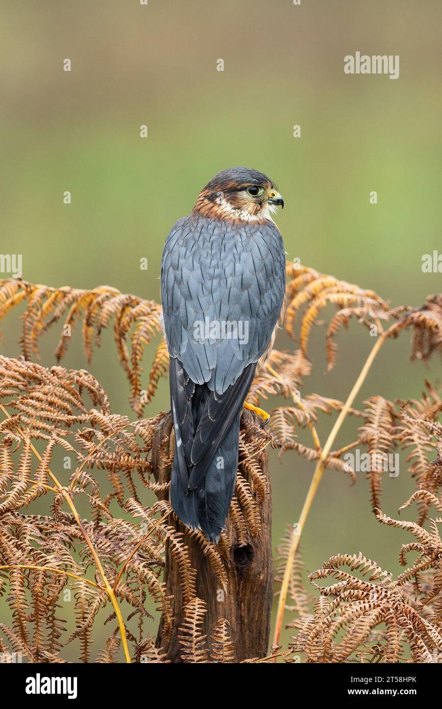 Merlin at the Hawk Conservancy Stock Photo - Alamy