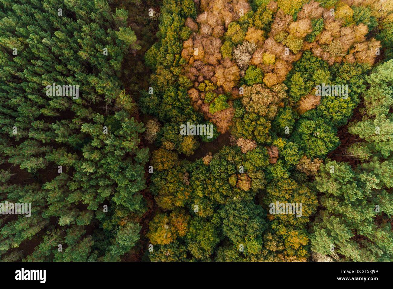 Aerial top view ecosystem forest hi-res stock photography and images ...