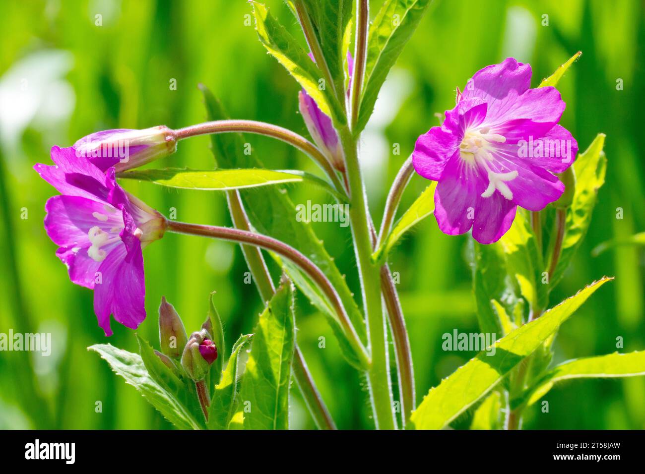 Great Willowherb (epilobium hirsutum), close up showing the pinkish ...
