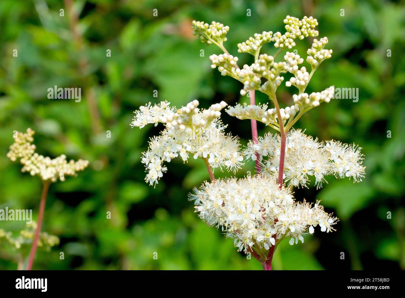 Meadowsweet (filipendula ulmaria), close up of the top of a single ...