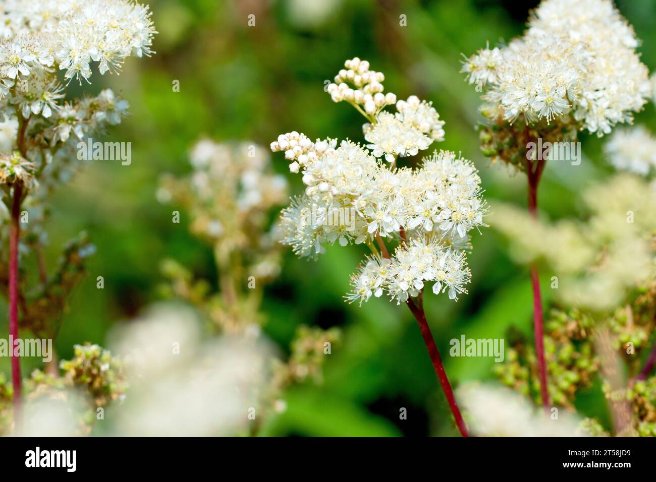 Meadowsweet (filipendula ulmaria), close up focusing on the top of a ...