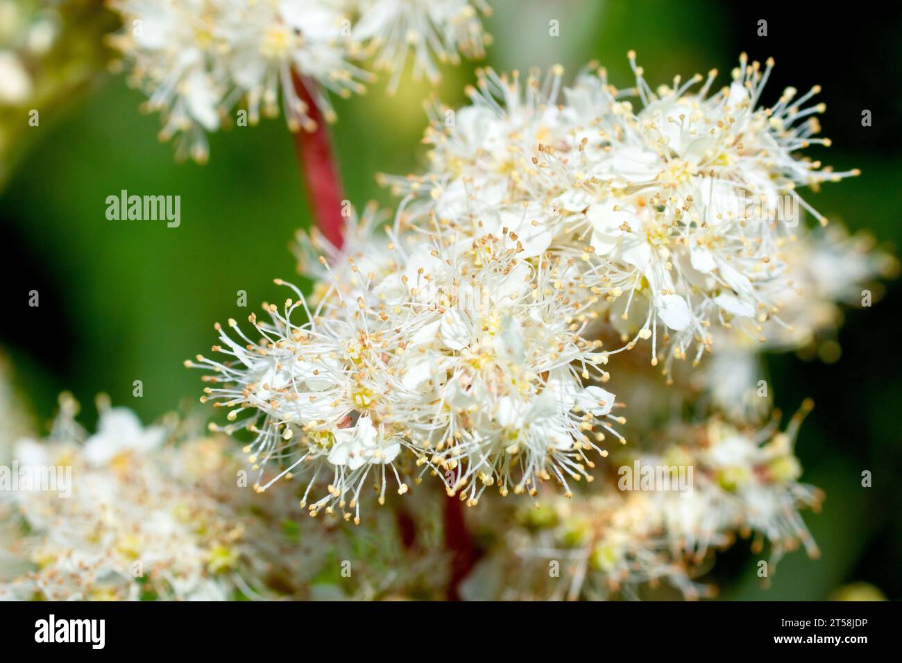 Meadowsweet (filipendula ulmaria), close up focusing on a cluster of ...