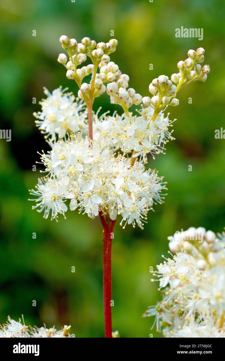 Meadowsweet (filipendula ulmaria), close up of the top of a single ...