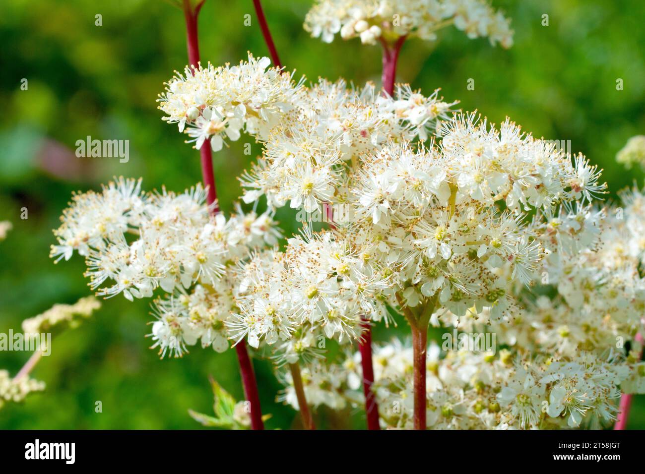 Meadowsweet (filipendula ulmaria), close up focusing on a cluster of ...