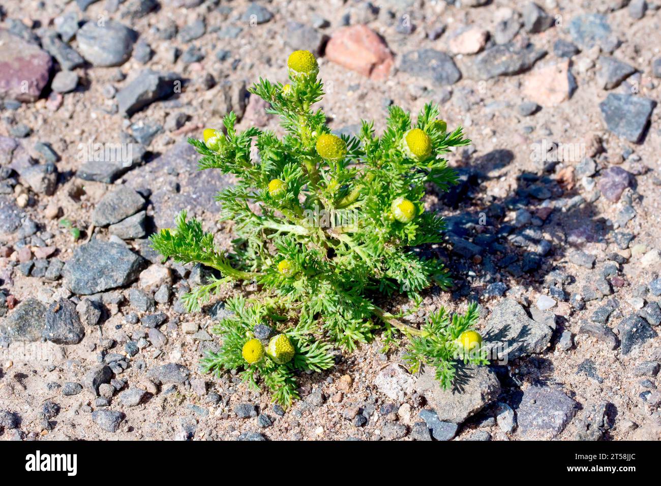 Native british beach plants hi-res stock photography and images - Alamy