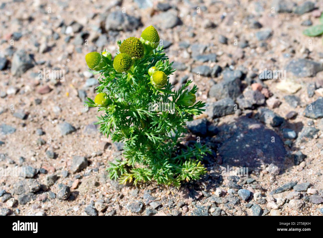 Pineappleweed or Pineapple Mayweed (matricaria discoidea or matricaria ...