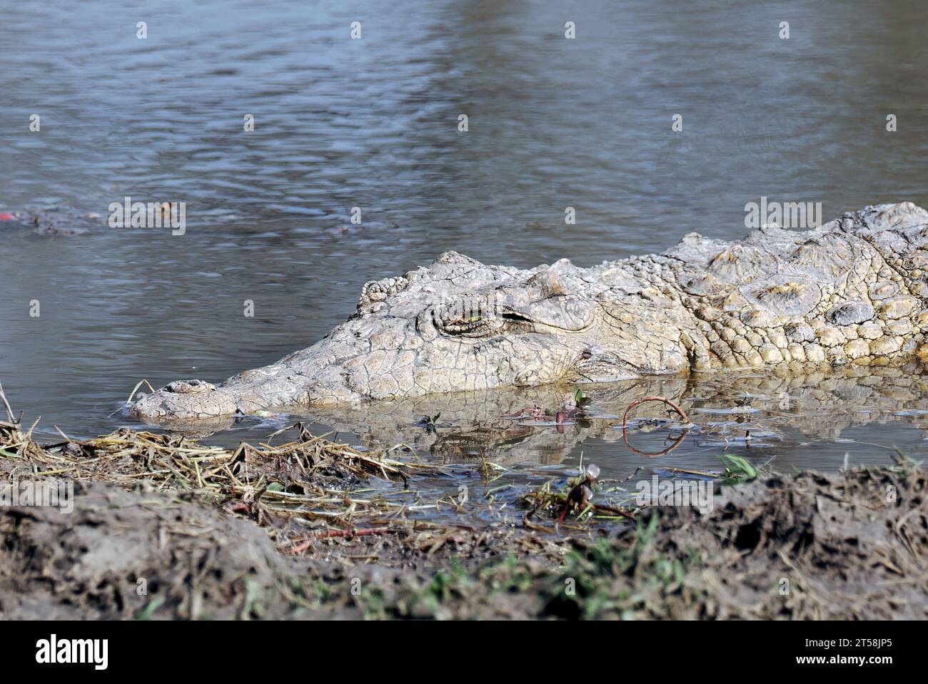 Nile crocodile, Nilkrokodil, Crocodile du Nil, Crocodylus niloticus ...