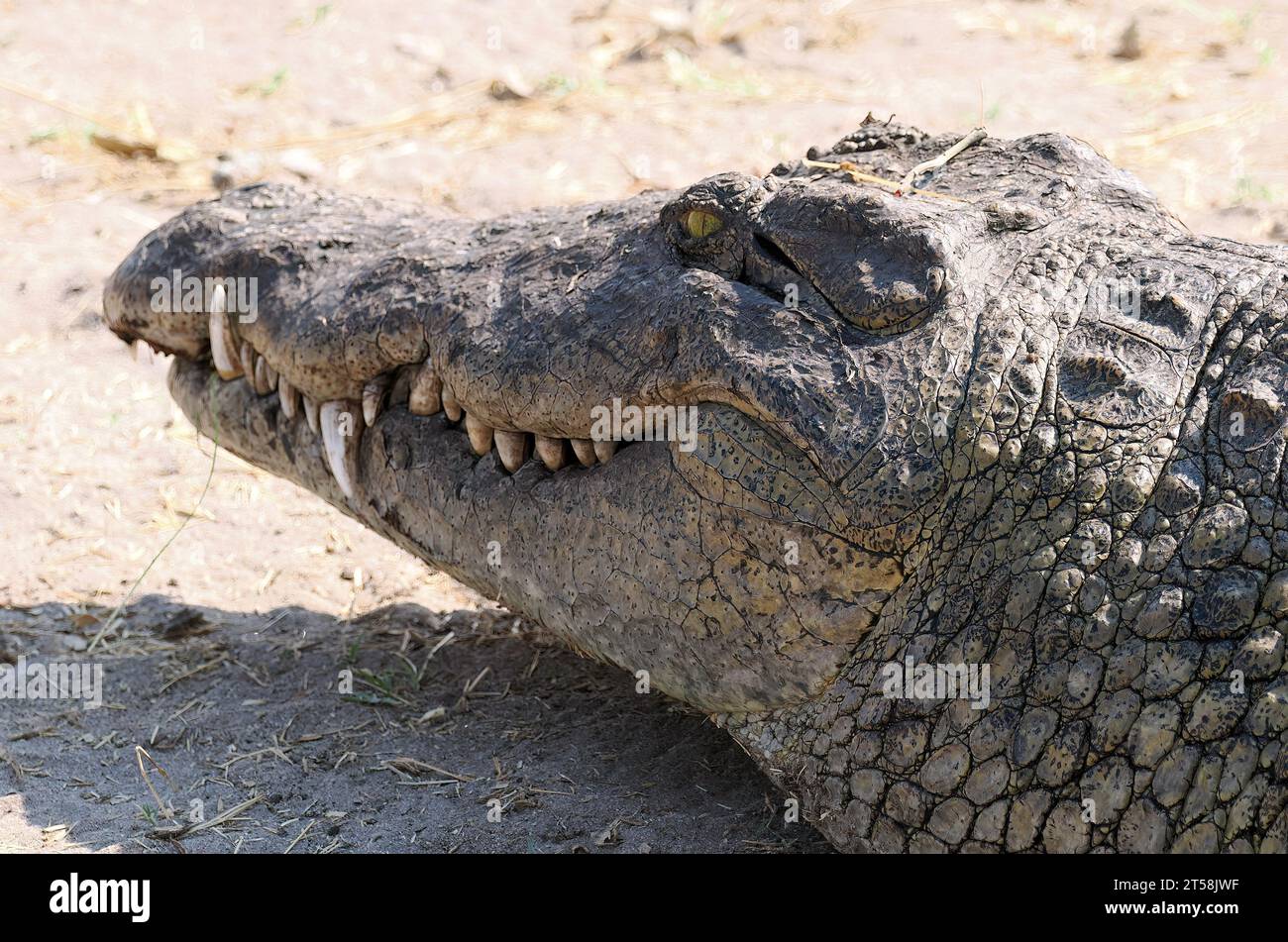 teeth, Nile crocodile, Nilkrokodil, Crocodile du Nil, Crocodylus ...