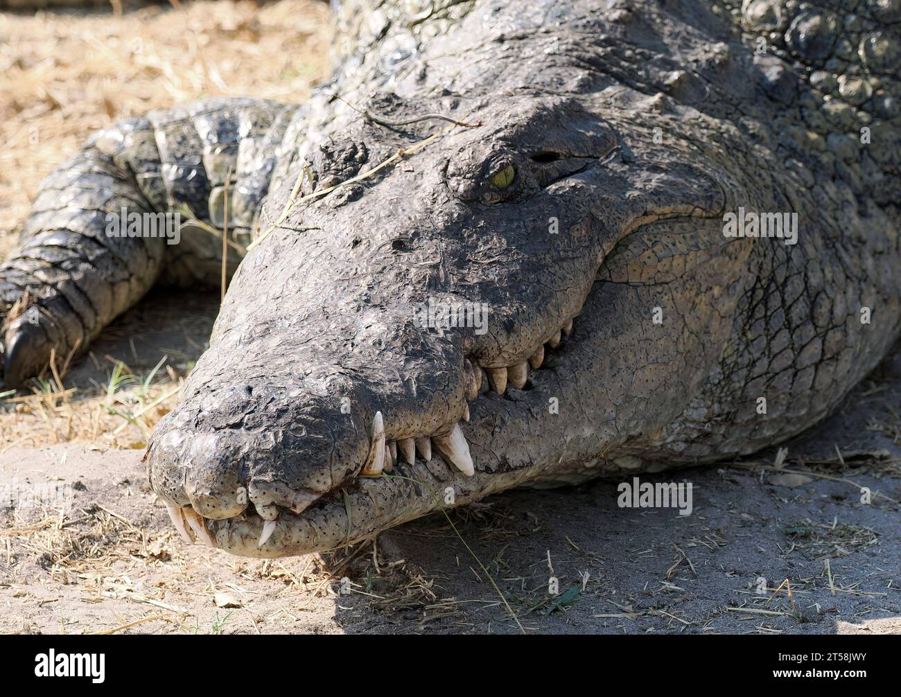 teeth, Nile crocodile, Nilkrokodil, Crocodile du Nil, Crocodylus ...