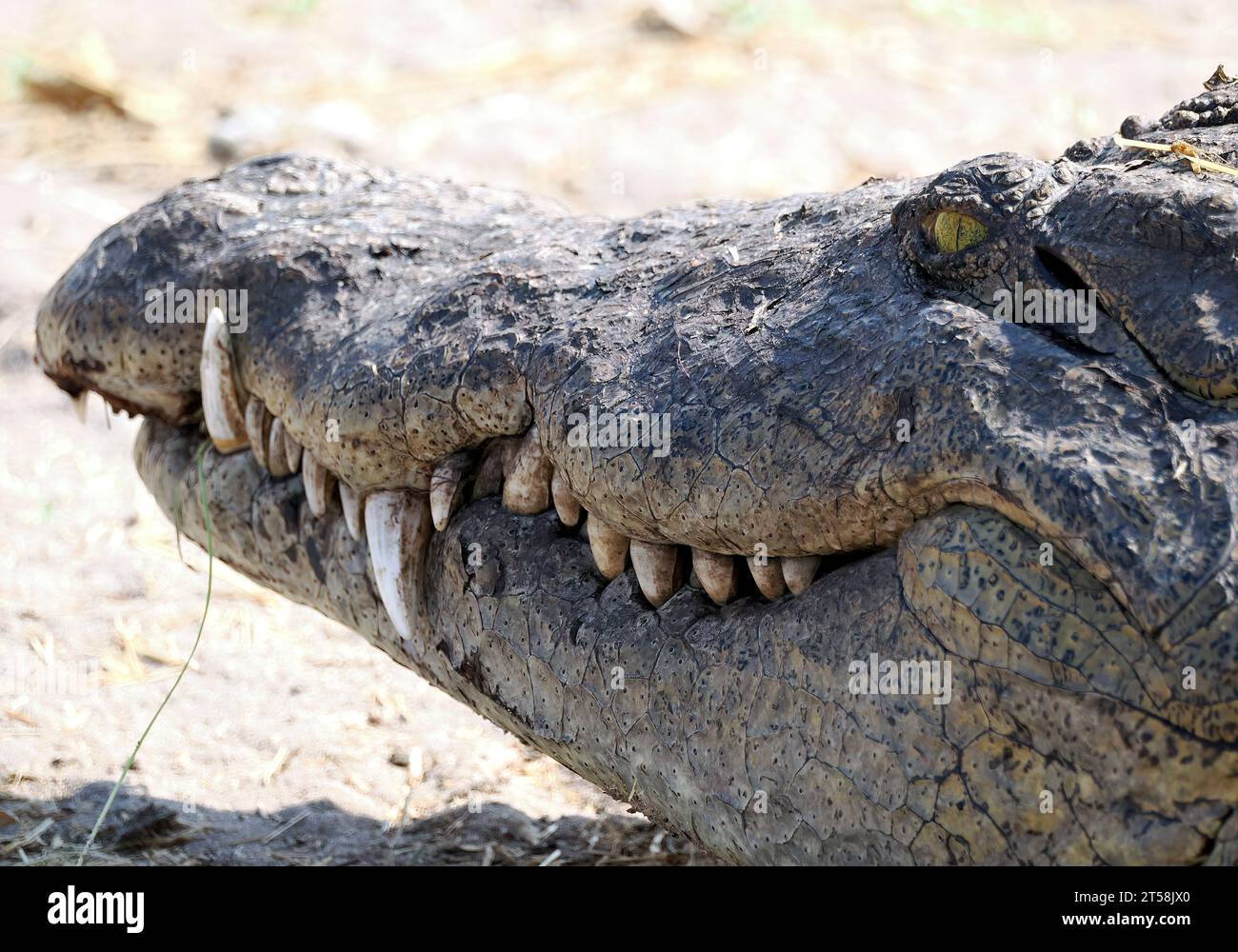 teeth, Nile crocodile, Nilkrokodil, Crocodile du Nil, Crocodylus ...