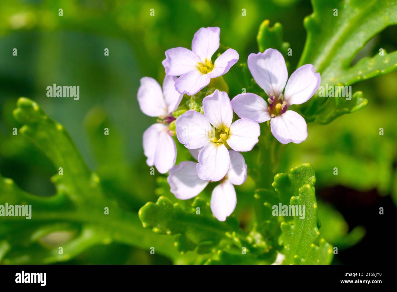 Sea Rocket (cakile maritima), close up of a cluster of pink flowers ...