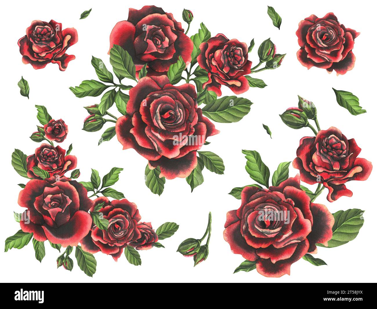 Red-black rose flowers with green leaves and buds, chic, bright ...