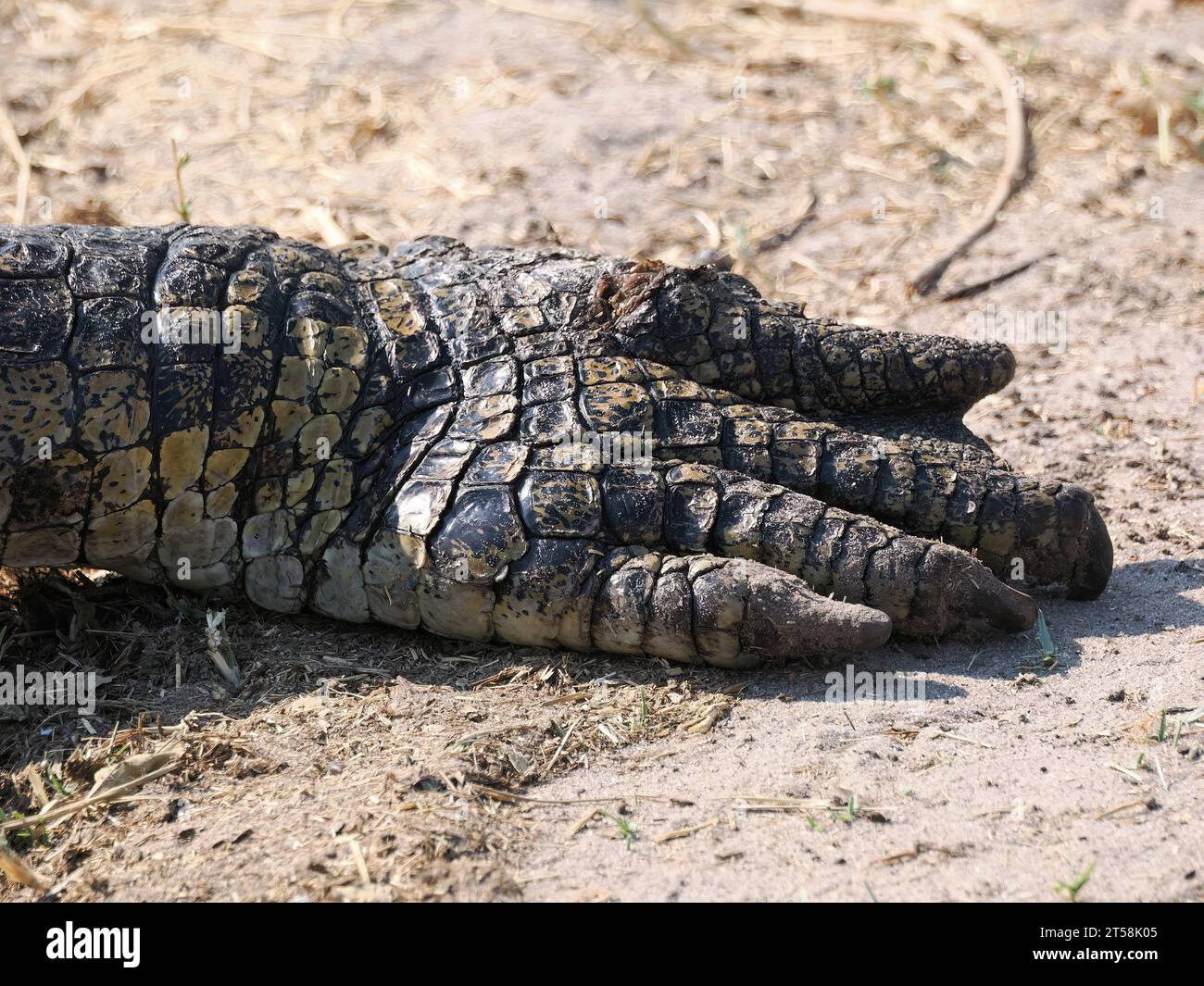Krokodil Leg Been Van De Krokodil Stock Afbeelding. Image Of Been
