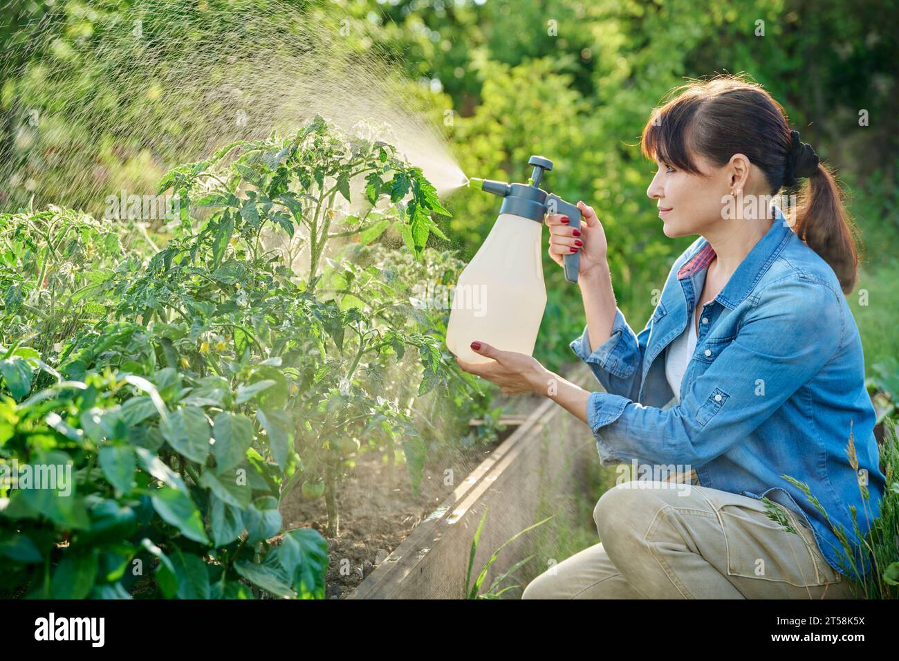 Gardener woman with spray gun spraying tomato plants in garden Stock ...
