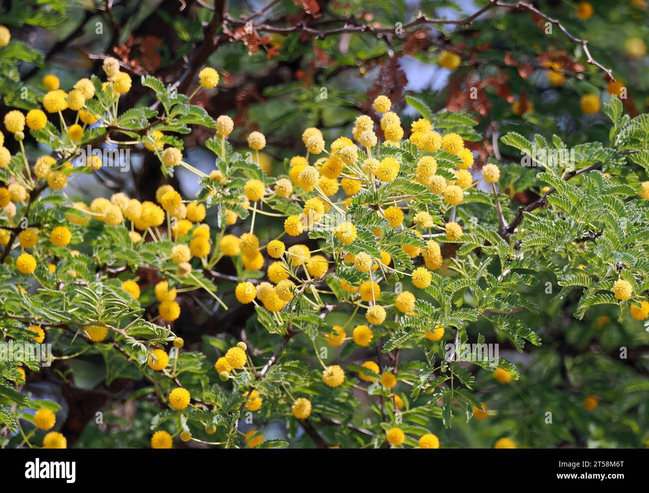 Blooming acacia, thorn tree, Vachellia sp., akácia, Hwange National ...