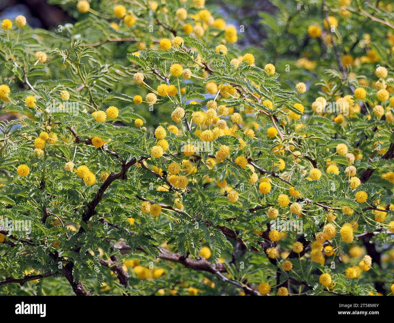 Blooming acacia, thorn tree, Vachellia sp., akácia, Hwange National ...