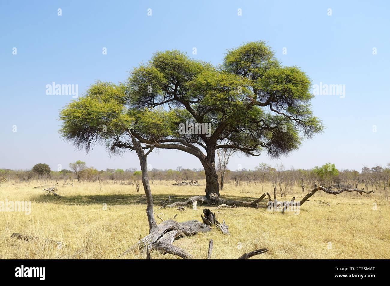 Hwange national park zimbabwe tree hi-res stock photography and images ...