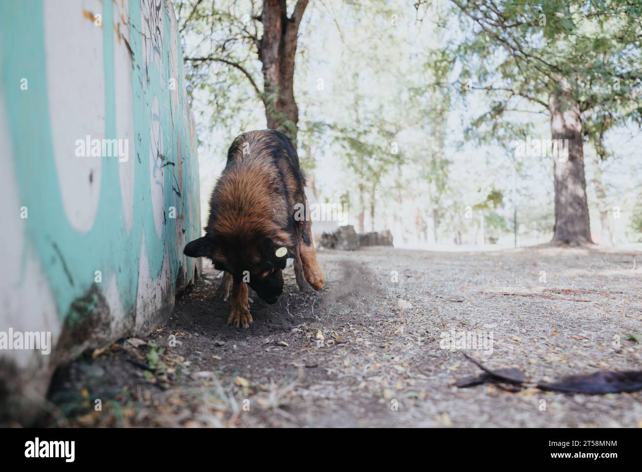 Dog digging hole in the ground, looking for something Stock Photo - Alamy
