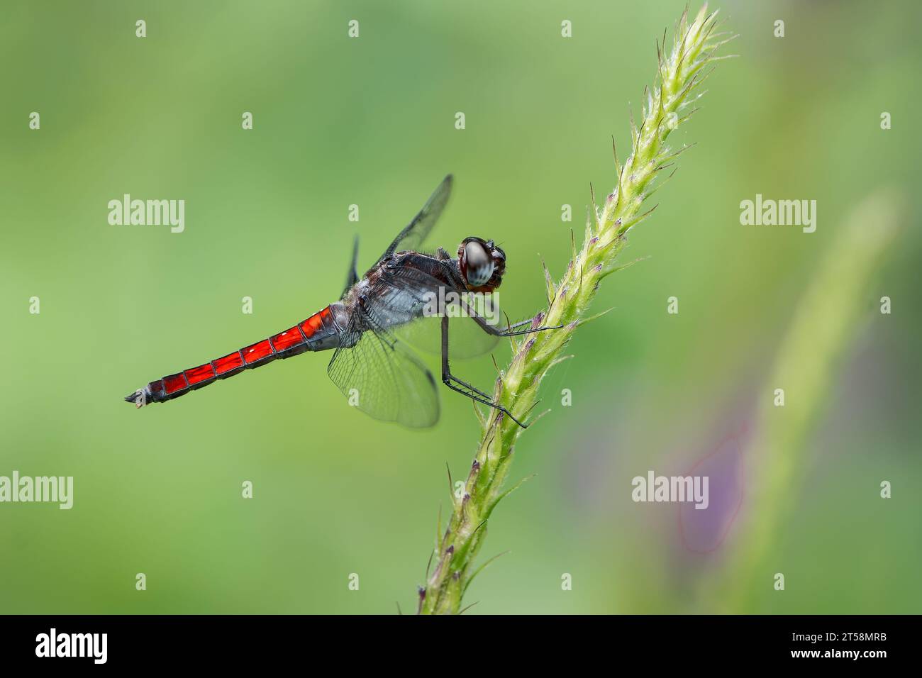 Red Dragonfly in Costa Rica Stock Photo - Alamy