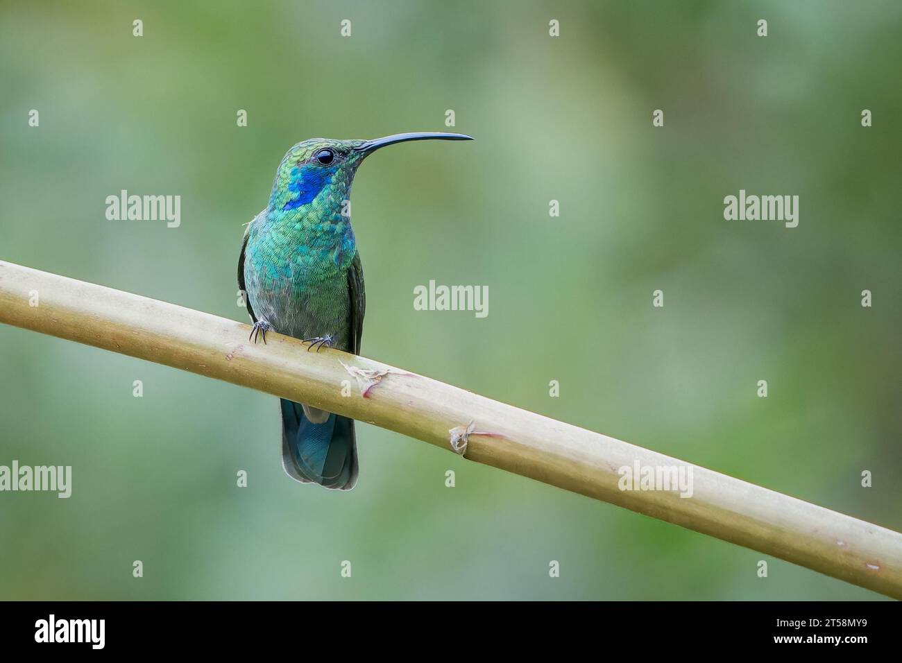 Lesser Violetear (Colibri cyanotus) in Costa Rica: A Stunning Tropical ...