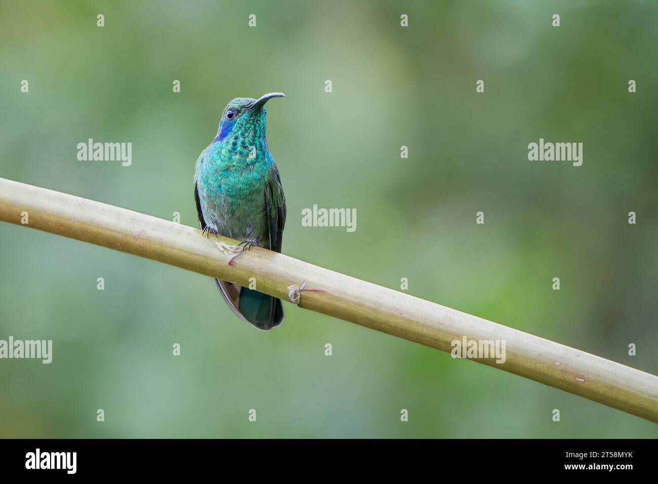 Lesser Violetear (Colibri cyanotus) in Costa Rica: A Stunning Tropical ...