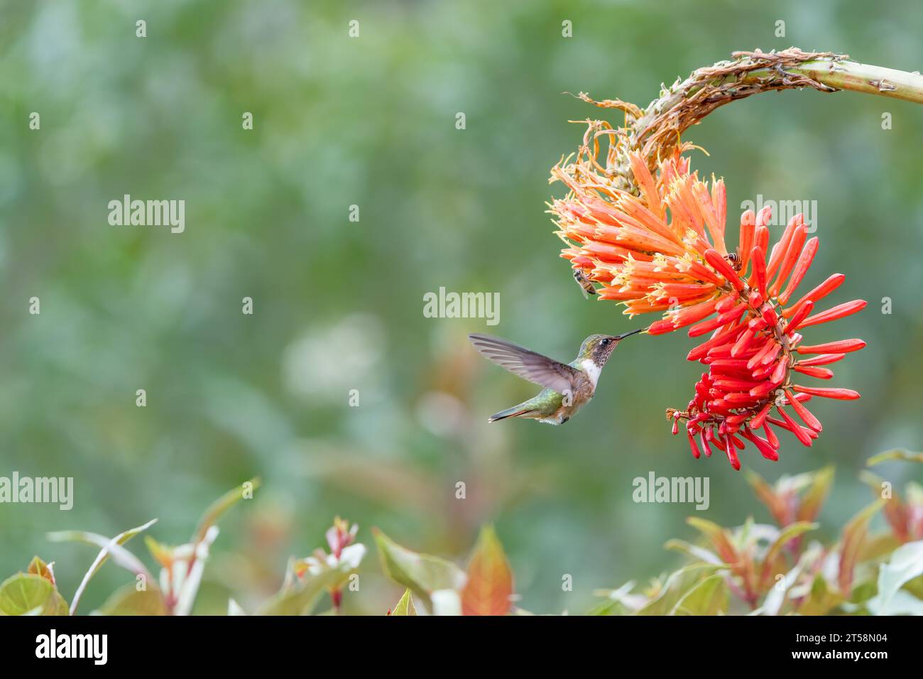 Volcano Hummingbird (Selasphorus flammula) in its Costa Rican Habitat ...
