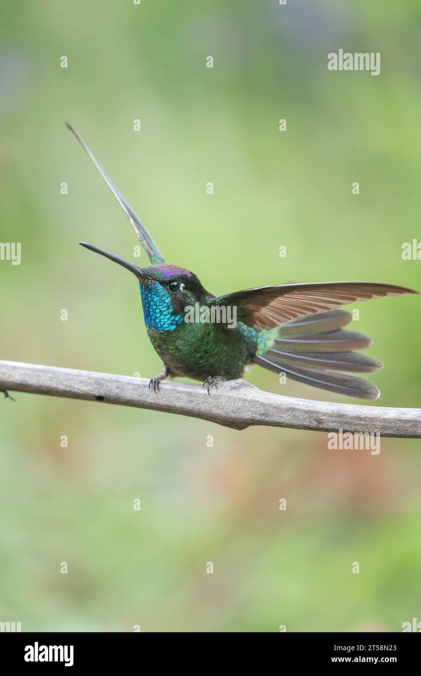 Costa ricas avian species hi-res stock photography and images - Alamy