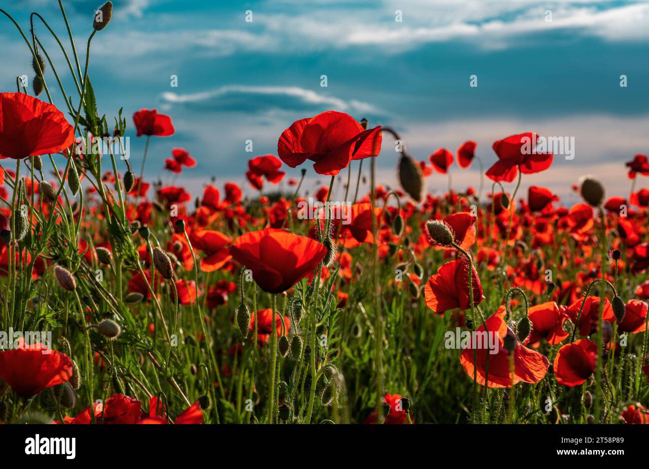 Poppies for remembrance day, anzac day. Red Poppy flowers for ...