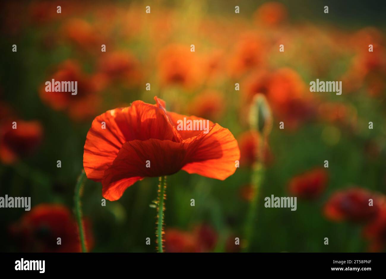 Poppy flower. Anzac day banner. Remember for Anzac, Historic war memory ...
