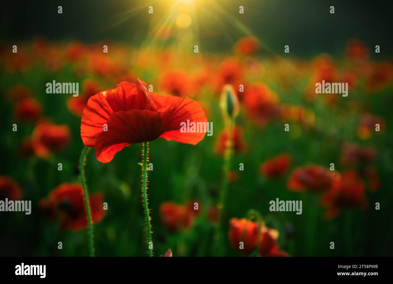Poppy flower. Anzac day banner. Anzac background. Poppy field ...