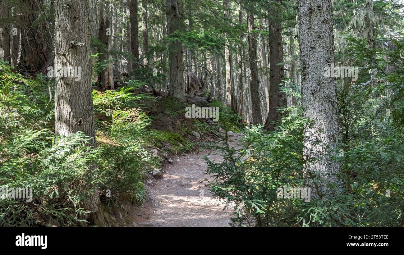 A scenic view of a path meandering through an idyllic wooded area with ...