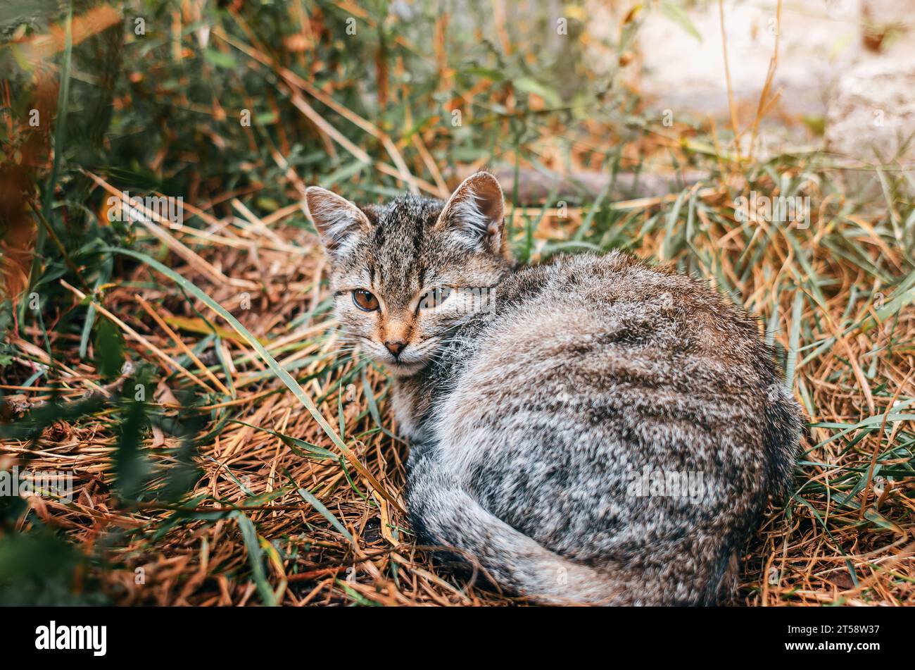 Cute pets. Gray kitten lies on grass. Funny screen saver with kitten ...