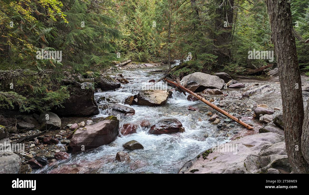 A peaceful stream flows through a forested area, with logs providing ...