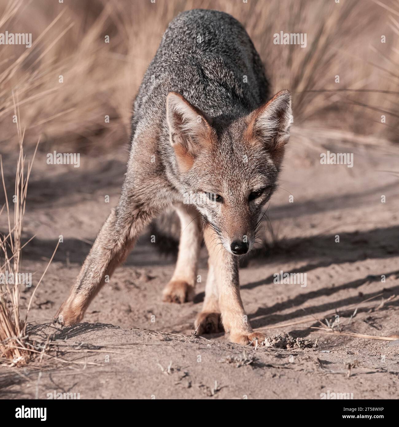 Pampas Grey fox in Pampas grass environment, La Pampa province ...